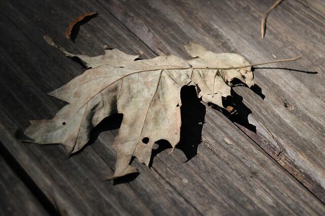 Haiku digt EKSEMPEL: Din KORTE GUIDE til SUCCES